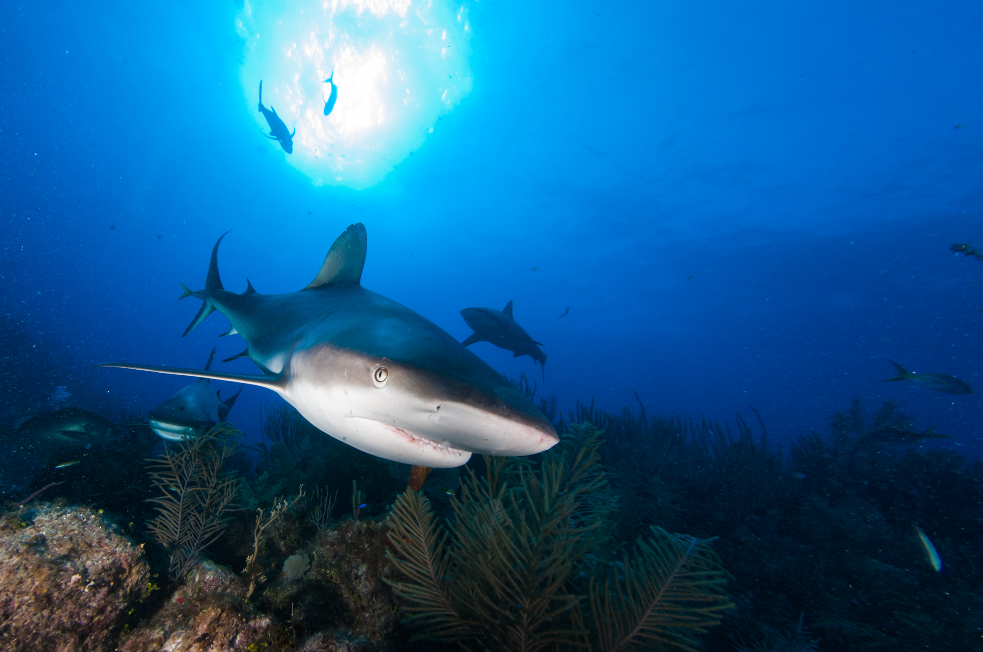 Global FinPrint guides shark conservation in Dominican Republic | Mike ...