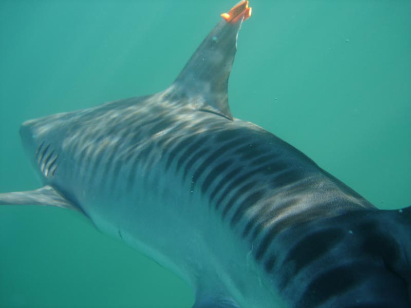 Shark and Ray Research Projects | Mike Heithaus